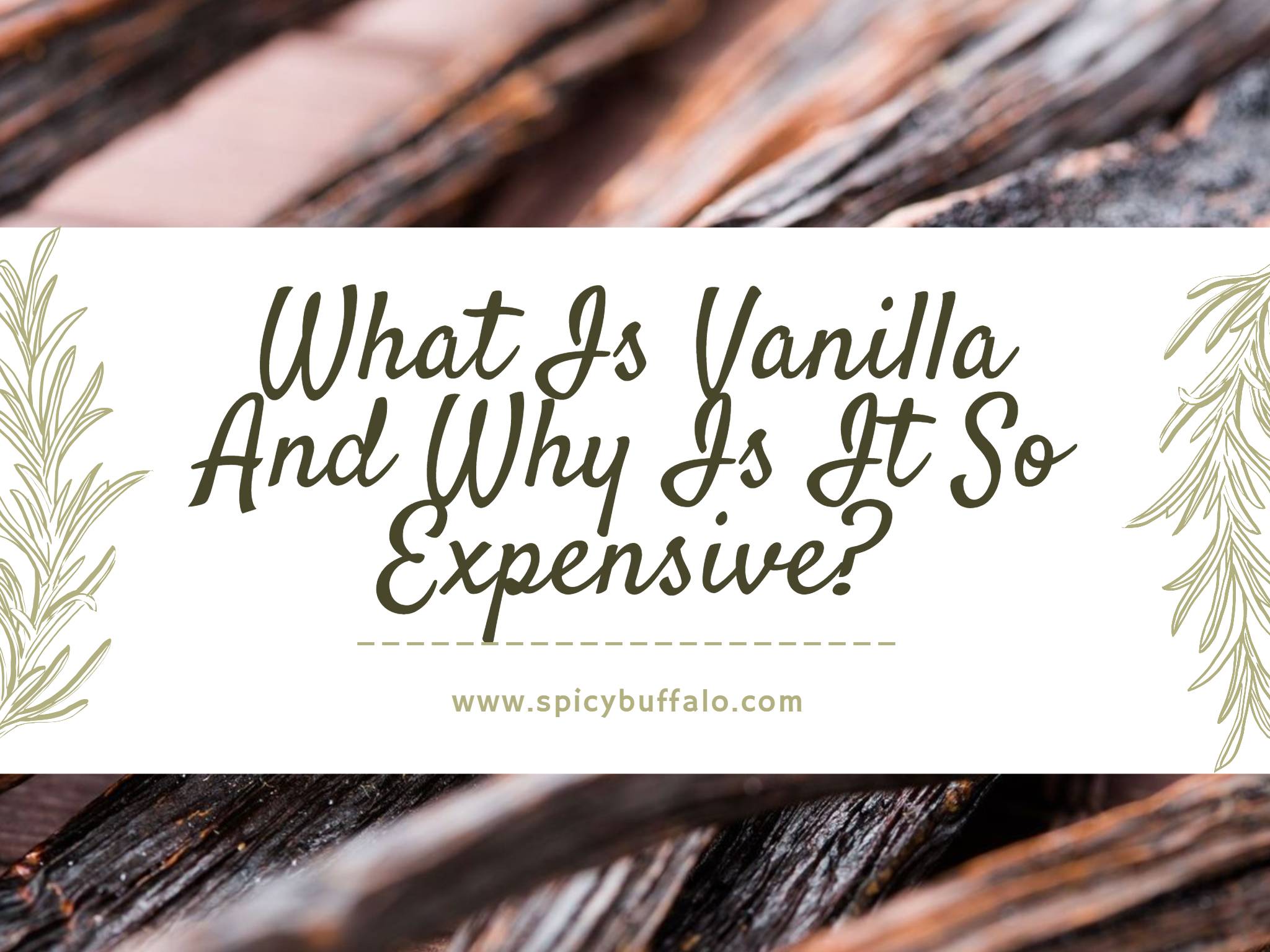 What is Vanilla and Why is it so Expensive? | Spicy Buffalo